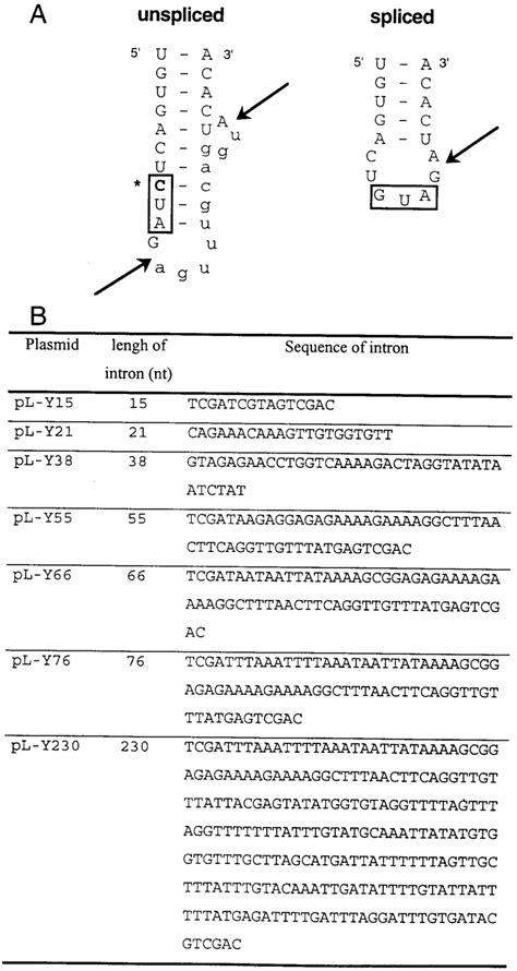 A Predicted Secondary Structure Of The Anticodon Stemloop Of Download High Resolution