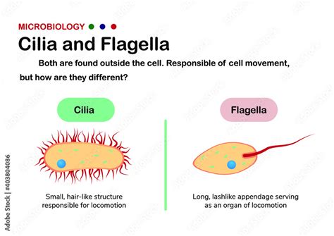 Cilia Diagram