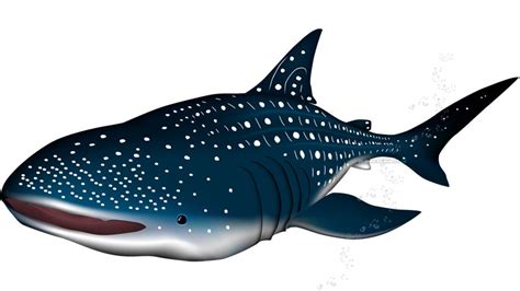 ジンベエザメイラスト 無料画あり二次使用OK あとりえポルカドッツ