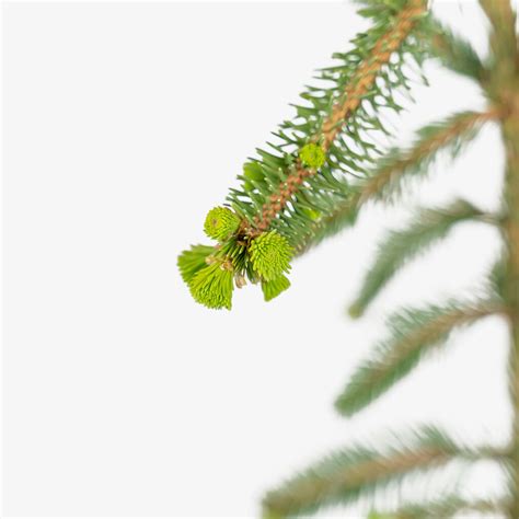 Weeping Norway Spruce For Sale Online The Tree Center