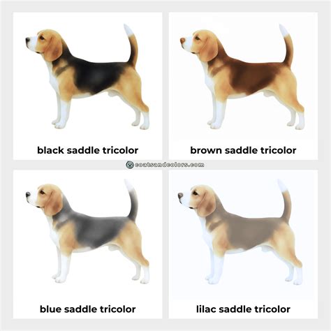 Beagle Colors Coats And Colors