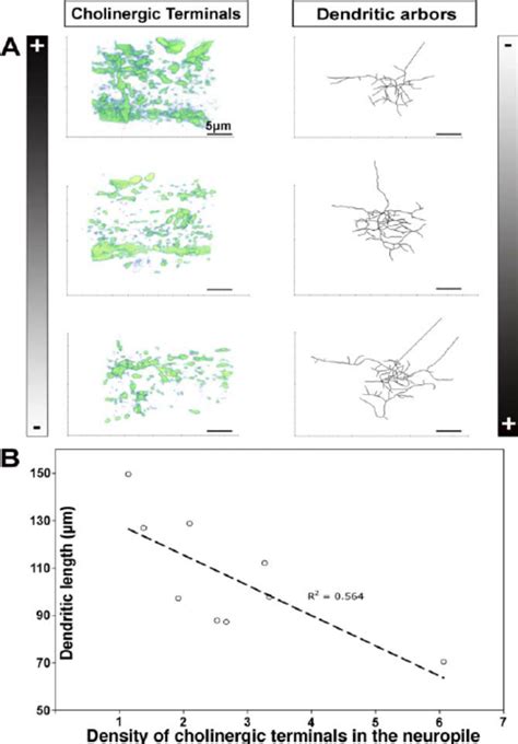 Correlation Between Naturally Occurring Variations In The Density Of