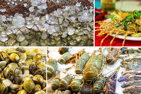 바다는 사진 편집을 설정 합니다 바다 껍질은 바다 진미의 얼음 쟁반에 회색 새우를 홍합 조개 껍데기로 완성 된 대형 랍스터 박제 표면 갑각류에 대한 스톡 사진 및 기타