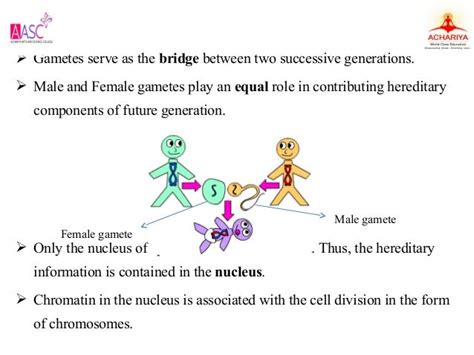 Chromosomal Theory Of Inheritance
