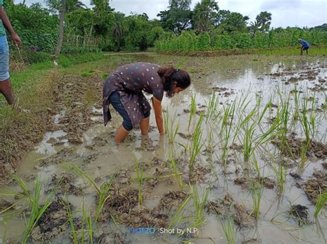Niharika Pal On Linkedin Transplantingpaddy Fieldworkexperience Rawe Darikrishnanagar