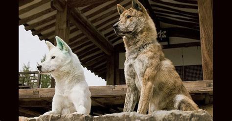 천연기념물 경주 토종 개 동경이 일반 첫 분양