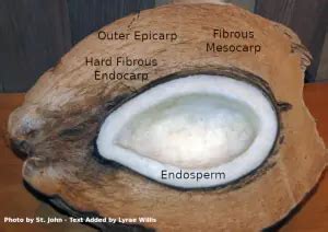 13 Different Types Of Coconut Trees Identifying Features