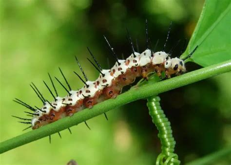 44 Beautiful Cute Caterpillar Species Pictures And Names