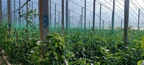 大棚蔬菜采收忙 ——“菜篮子”春节保供见闻 彩椒 寿光 供应