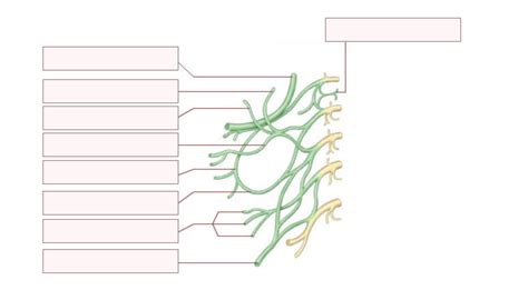 Cervical Plexus Diagram Quizlet