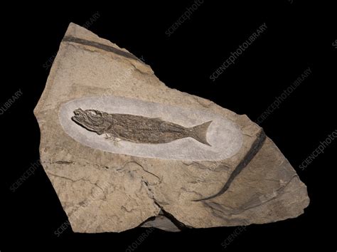 Fish Fossil Stock Image C0566338 Science Photo Library