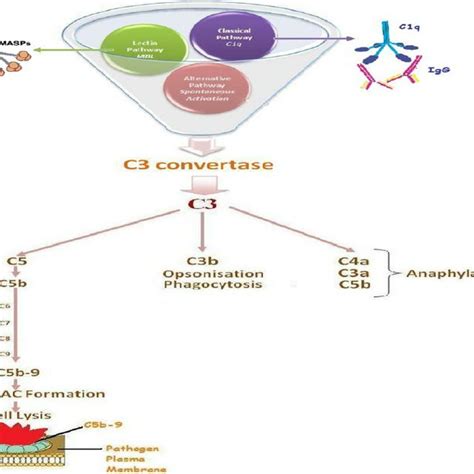 Diagram Illustrating The Complement System The Complement System