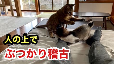 人の上でも繰り広げる子猫達のぶつかり稽古が激しさを増す今日この頃です 動物（犬・猫 他色々）【まとめ動画】