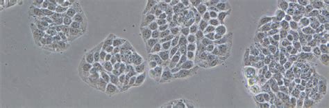 Specifications Eclipse Ts2 Inverted Microscopes Microscope