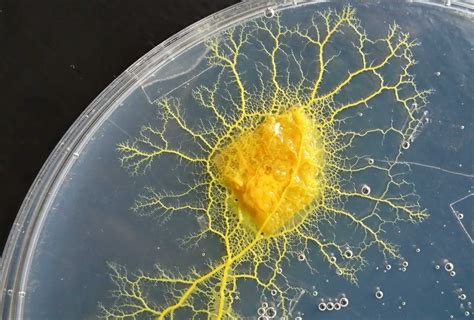 le kit d élevage officiel du labo du blob avec labyrinthe