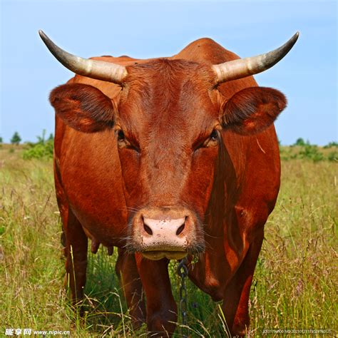 牛摄影图其他生物生物世界摄影图库昵图网