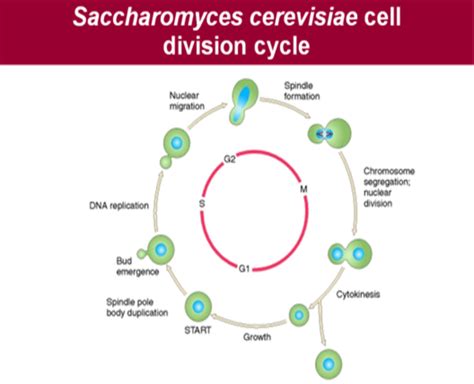 The Budding Yeast Saccharomyces Cerevisiae Begins Cellular Division Download Scientific Diagram