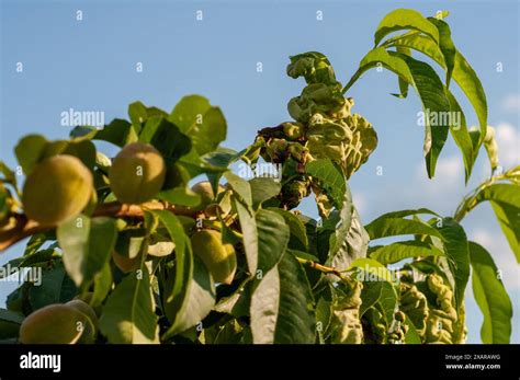 Peach Tree Leaves Showing Signs Of Leaf Curl Disease A Common Fungal