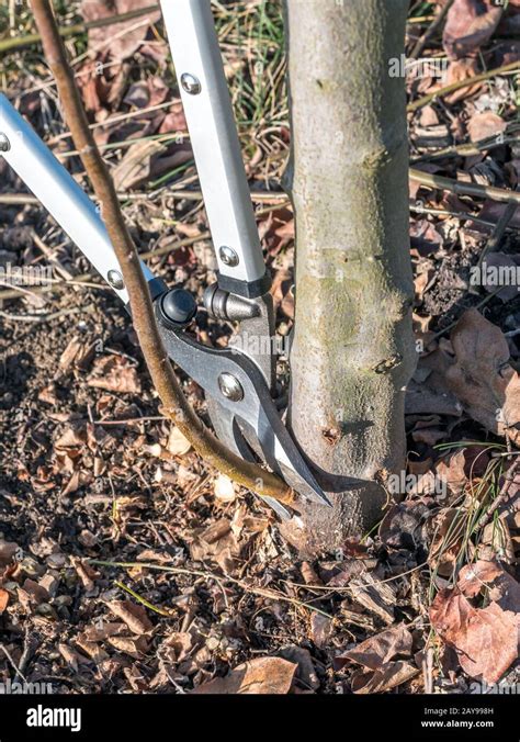 Root Cutter Hi Res Stock Photography And Images Alamy