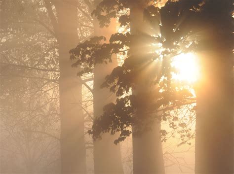 4 Tips For Late Summer Tree Care Inexpensive Tree Care