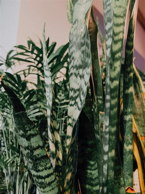 실내 식물 사이에 앉아 있는 웃는 여자 · 무료 스톡 사진