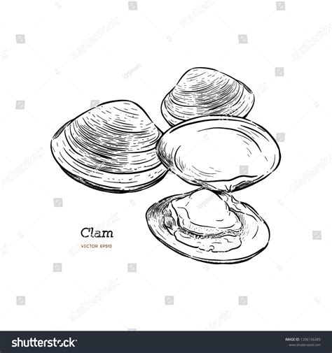 26097 Clam Stock Vectors Images And Vector Art Shutterstock