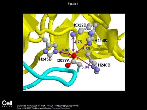 Electrostatic Properties Of Protein Protein Complexes Ppt Download