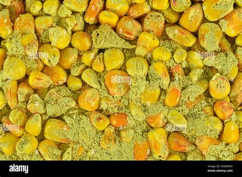 Moldy Corn Kernels Aflatoxin Aspergillus Flavus And Aspergillus Parasiticus Corn Mycotoxins
