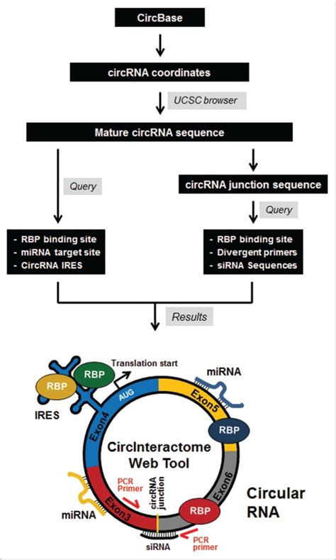 Circinteractome A Web Tool For Exploring Circular Rnas And Their Interacting Proteins And