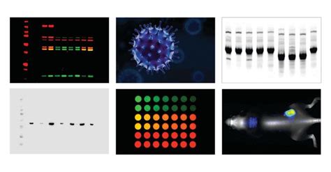 Plate Based Assays Are Valuable Tools For Assessing Cellular Activity
