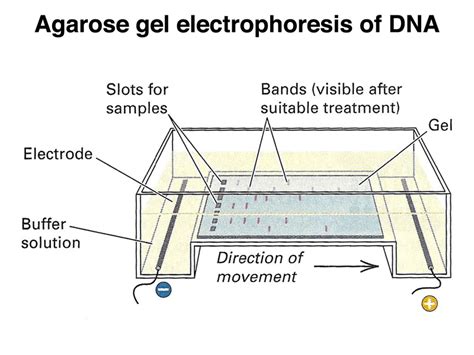 Principle Of Agarose Gel Electrophoresis To Separate Dna