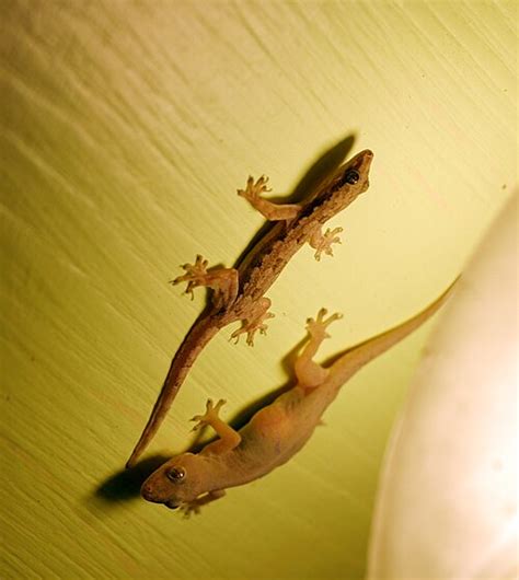 Hemidactylus Wikipedia