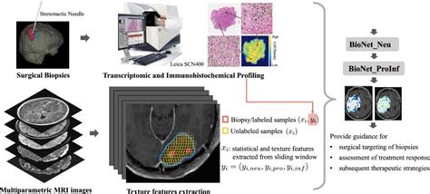 Biologically Informed Deep Neural Networks Provide Quantitative