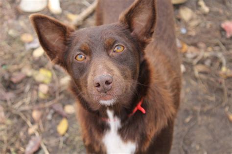 Шоколадка - Собаки в приютах - Клуб домашних животных