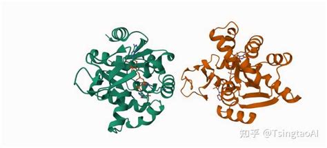 如何看待alphafold在国际蛋白质结构预测竞赛（casp）上准确预测蛋白质3d结构？ 知乎