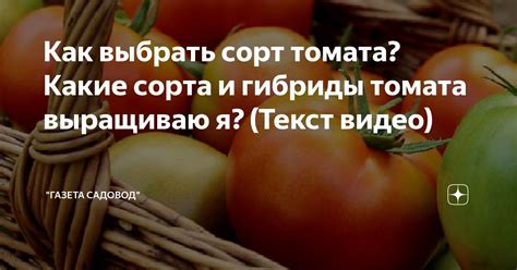 Как выбрать сорт томата Какие сорта и гибриды томата выращиваю я Текст видео Газета
