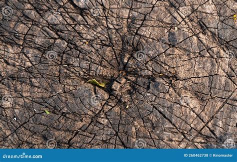 Macro Shot Of The Texture Of A Dry Wooden Deck With Cracks Wooden
