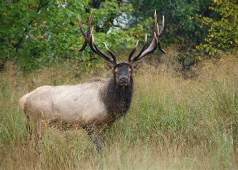 What Is A Drop Tine Deer Definition And Pictures World Deer
