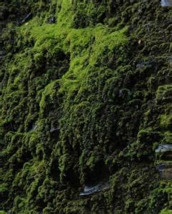 苔藓苔藓植物门植物 搜狗百科