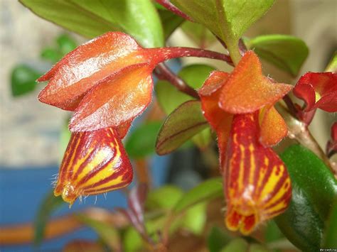 Золотая рыбка цветы комнатные - 88 фото