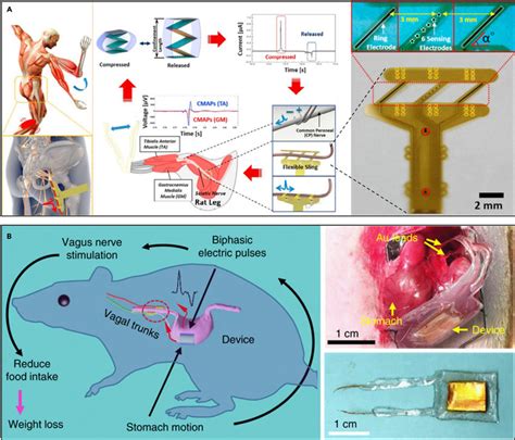 Self Powered Battery Free Neural Interface A A Battery Free And
