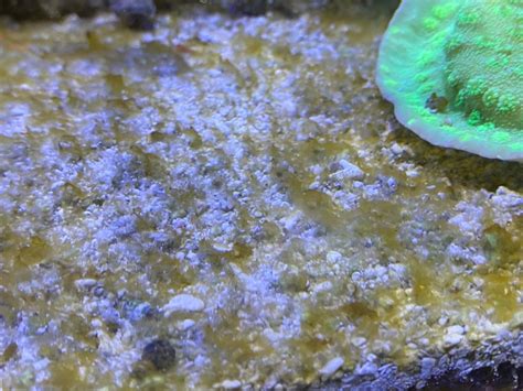 Help Identifying Rust Colored Algae All Over Tank Reef Central Online Community