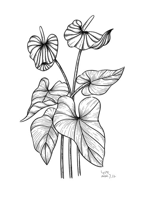 控笔训练 62 100。红掌 花烛 工具：procreate 笔刷：工作室画笔 Procreate 黑白线描 手绘插画 黑白装饰画 植物花卉 花瓣网