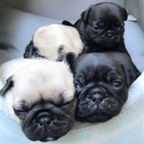 15 Adorable Photos Of Pug Puppies With Pure Beauty
