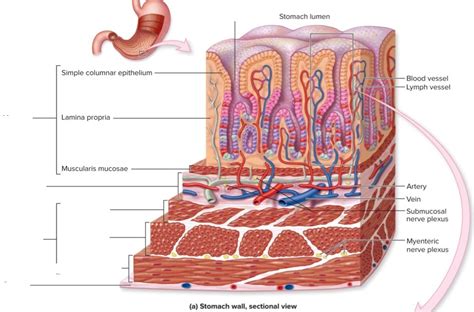 Histology Of Stomach Diagram Quizlet