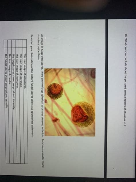 Solved 8 What Can You Conclude About The Pictured Asexual