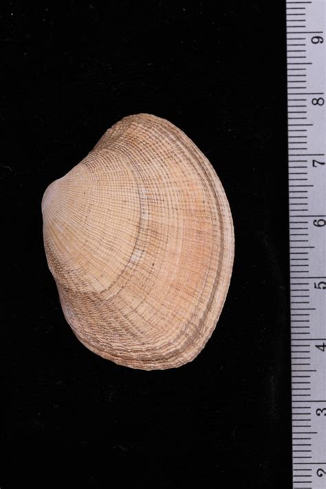 Ruditapes Philippinarum