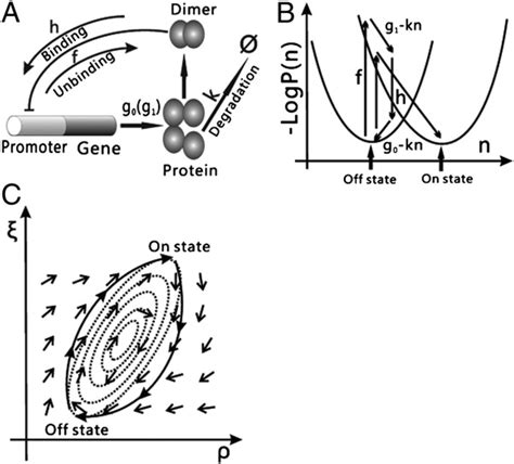 Illustrations Of Self Regulating Gene Dynamics A Reaction Scheme In Download Scientific