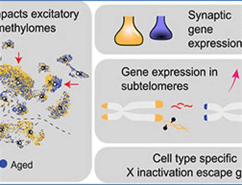 Defining Cell Lineages By Single Cell Rna Seq Rna Seq Blog