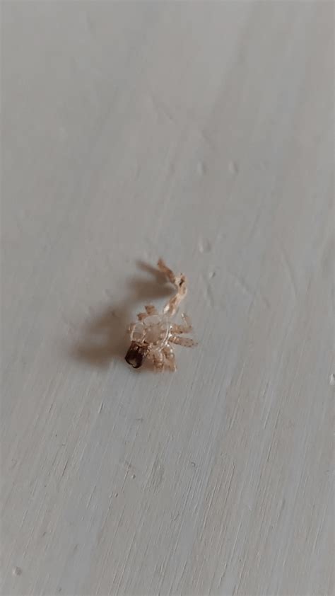 Found This Exoskeleton In My Room Should I Be Worried R Whatisthisbug